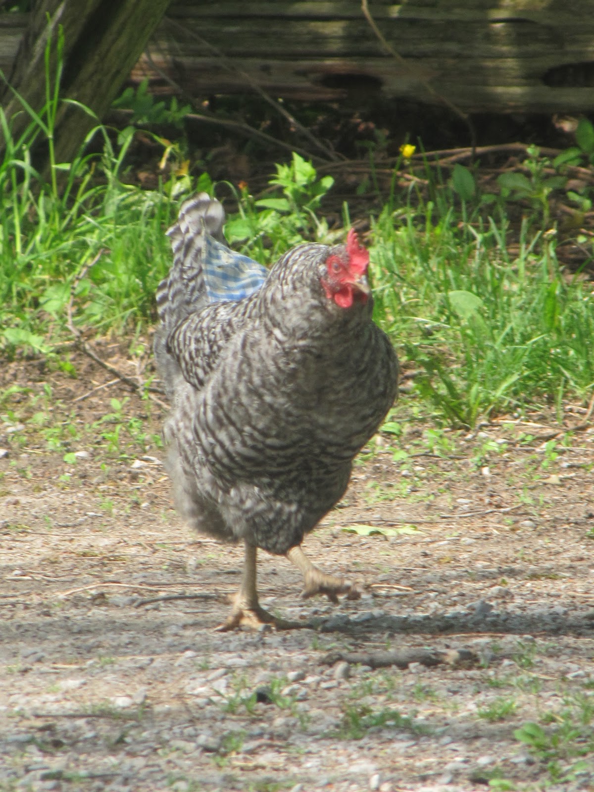Woodsmoke And Wool: Chickens!