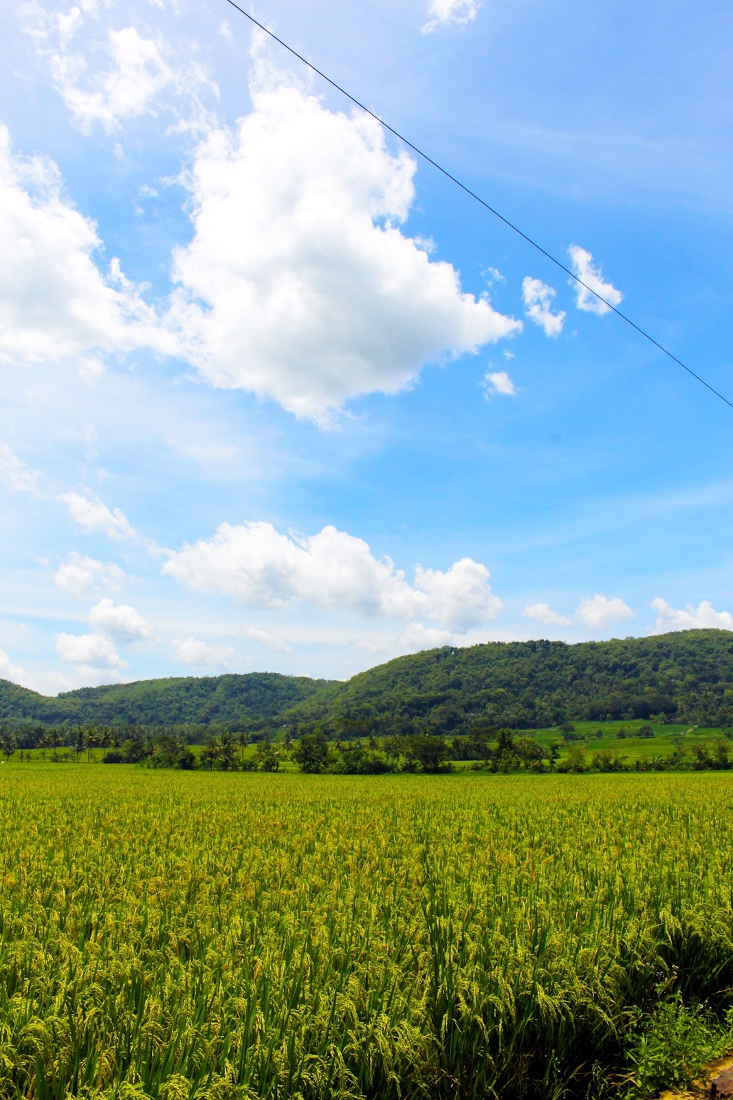 Keindahan Persawahan Watumurah, Pendoworejo, Girimulyo Kulon Progo ...