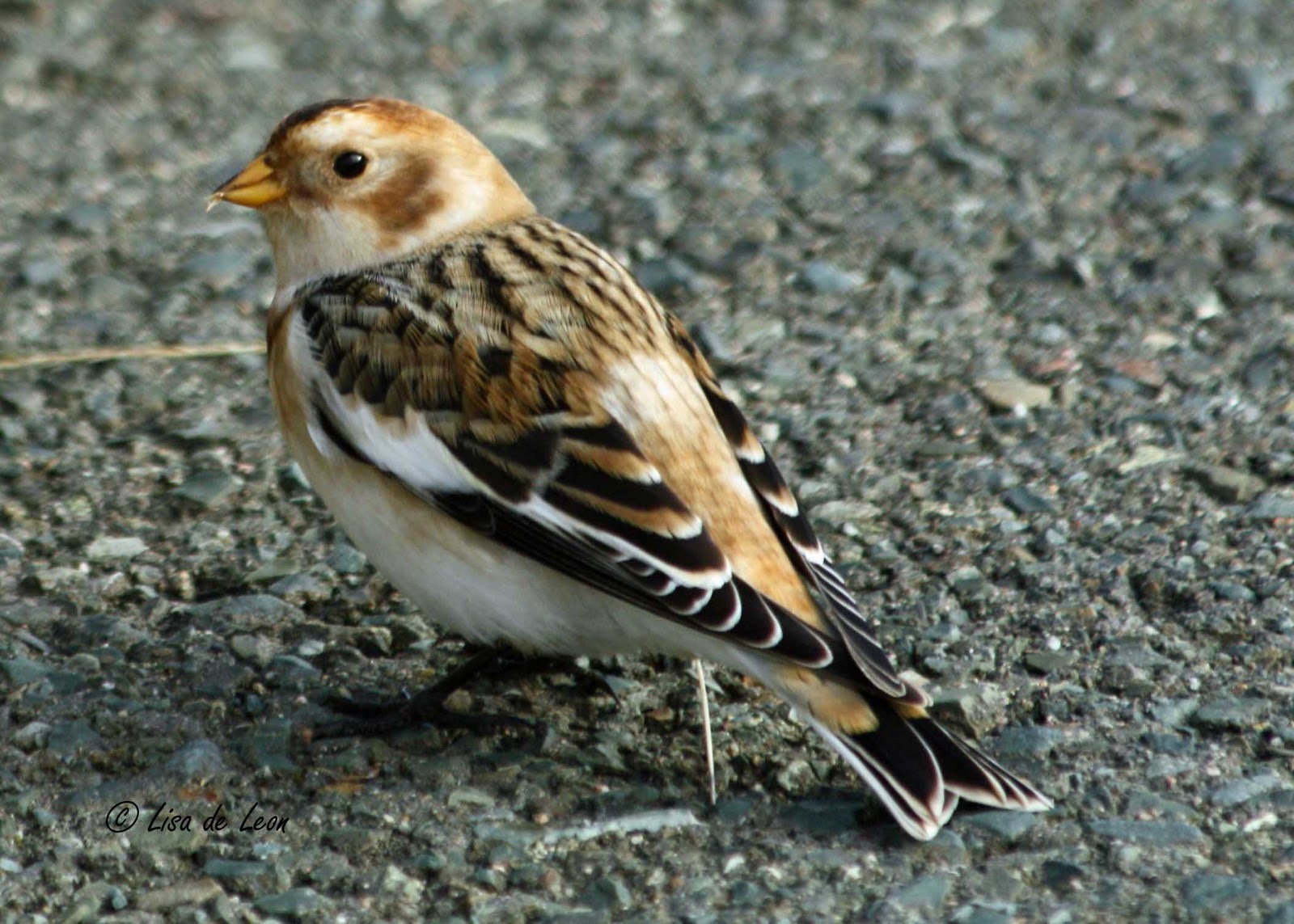 Birding with Lisa de Leon: Snow Birds