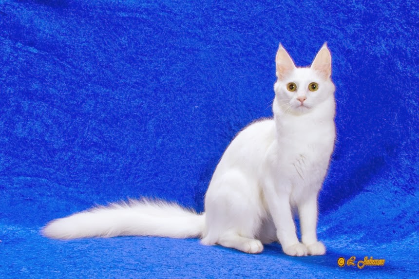 Somethink Something: Kucing Turkish Angora | Turkish Angora Cat