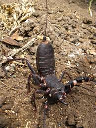 Clase Arachnida: Orden Uropygi (vinagrillos)