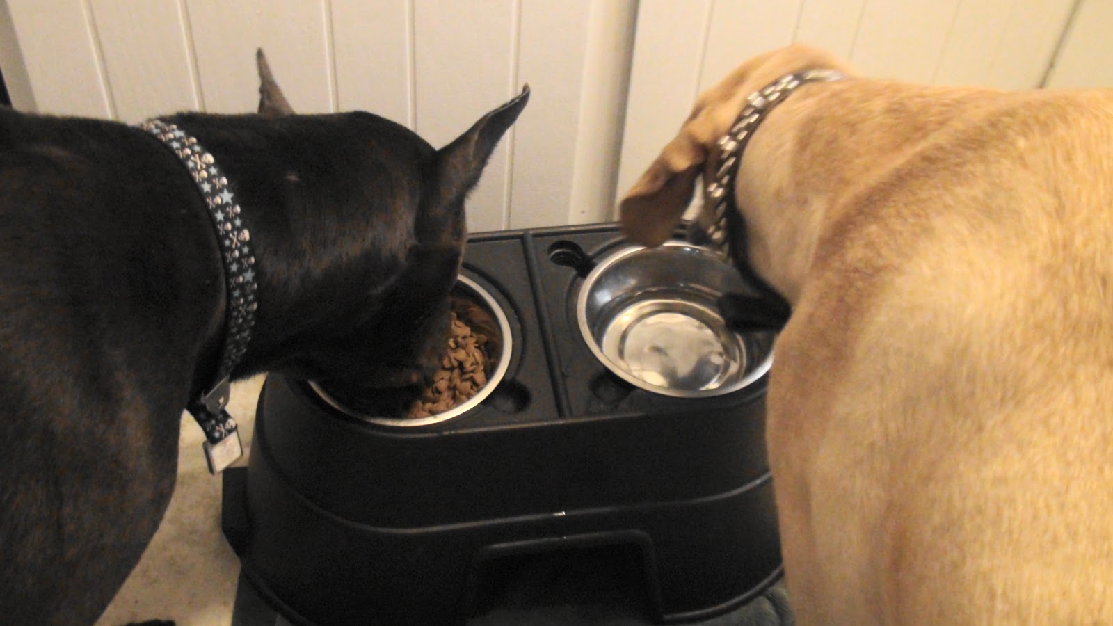 Goliath: Great Danes - Risk Factors and Prevention of Bloat