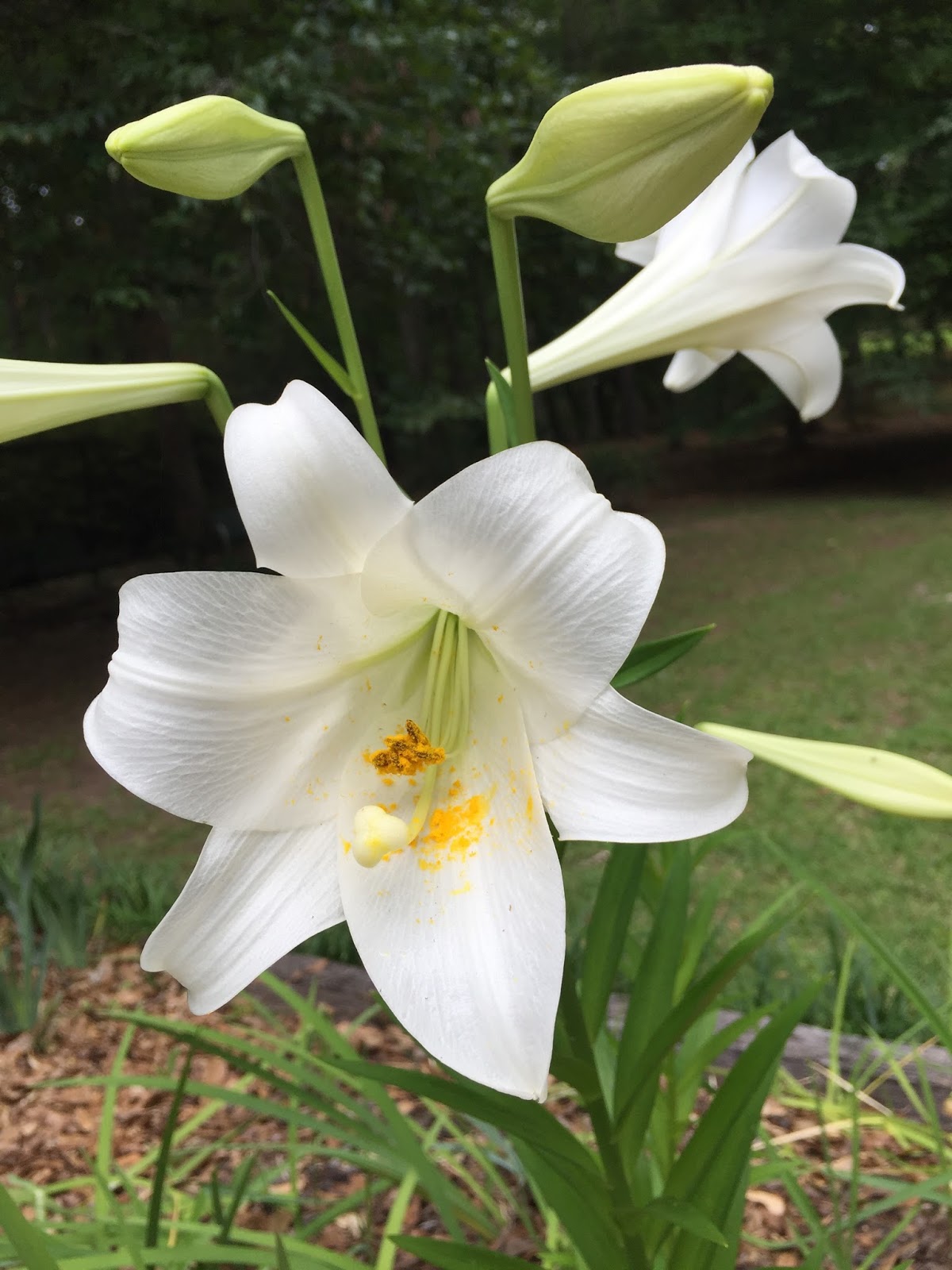 Pine Cone Lane: Lilies