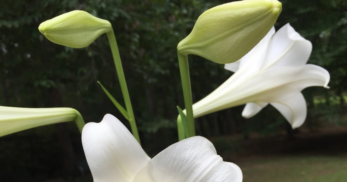 Pine Cone Lane: Lilies