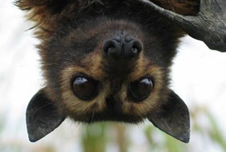 The flying fox (bat) | Facts About All