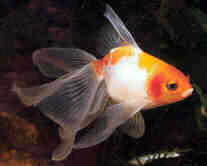 L'Estampille d'une Muse: poissons queue de voile