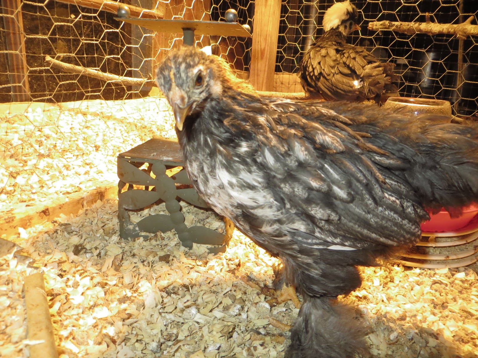 Feather Feet & Vulture Hocks: 04.2013