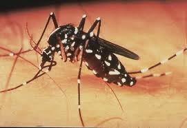 Ações que curam: Sr. Culex (pernilongo)...Sr Aedes (mosquito da dengue ...
