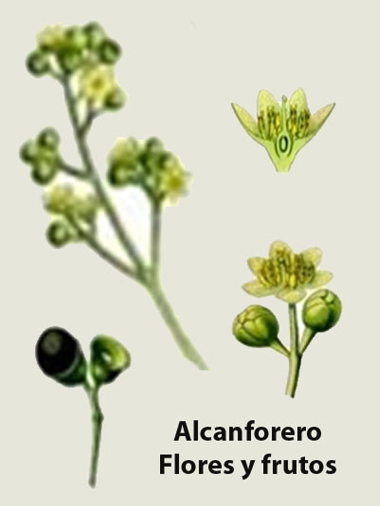 elarbolmiamigo-encinarosa: Árbol del alcanfor / Alcanforero ...