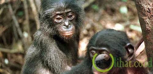 5 Binatang ini punya Kisah Cinta paling Romantis - Mata Internet Dunia