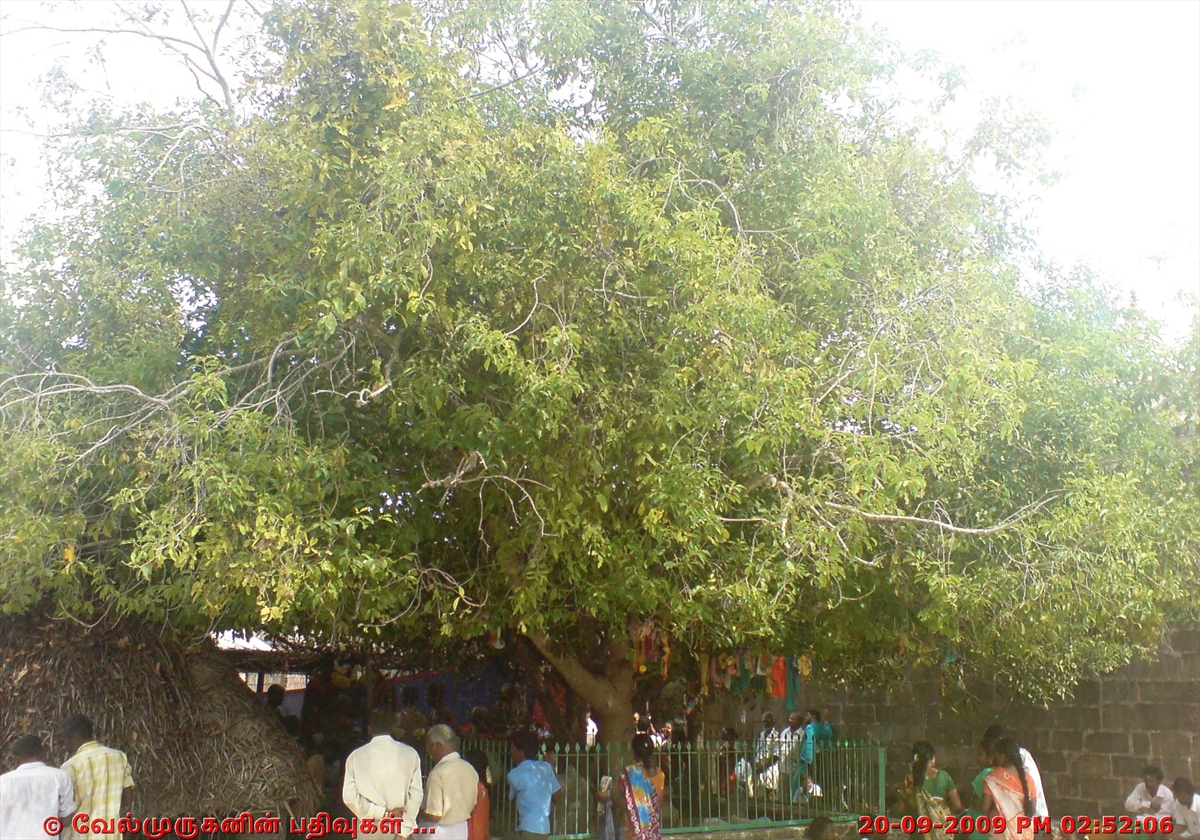 Thiruvidaikazhi - Exploring My Life