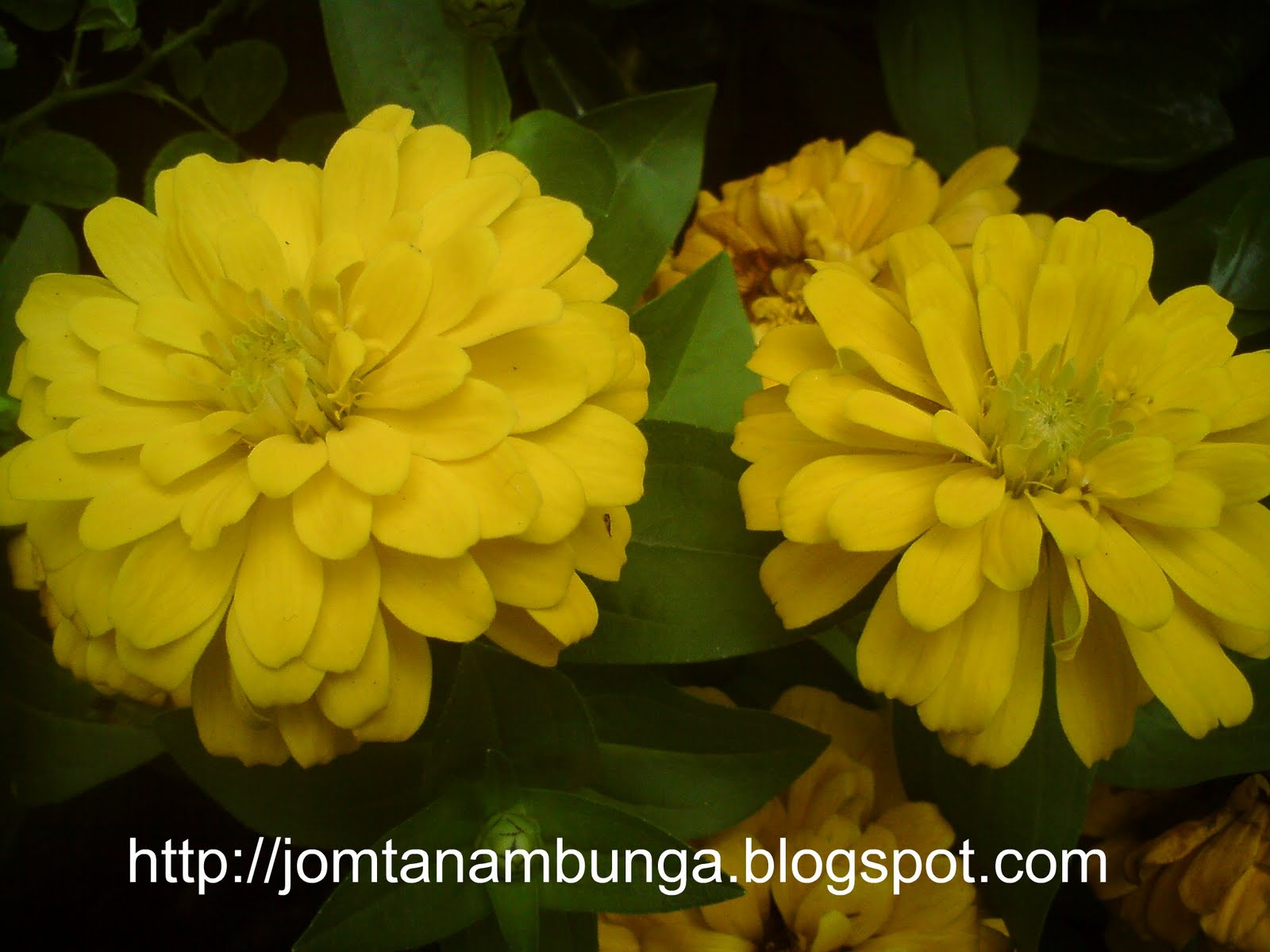 Jom Tanam Bunga: Zinnia Bertunang?