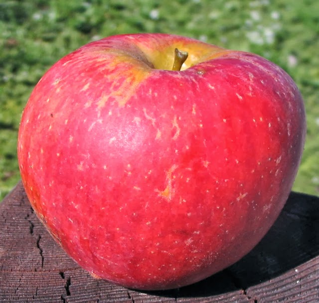 Tydeman's Late Orange - Adam's Apples