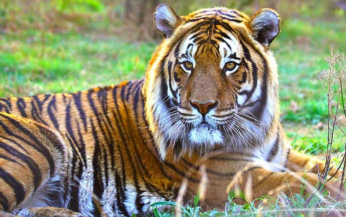 Places to visit in Bihar: Bhimbandh Wildlife Sanctuary, Bihar, India ...