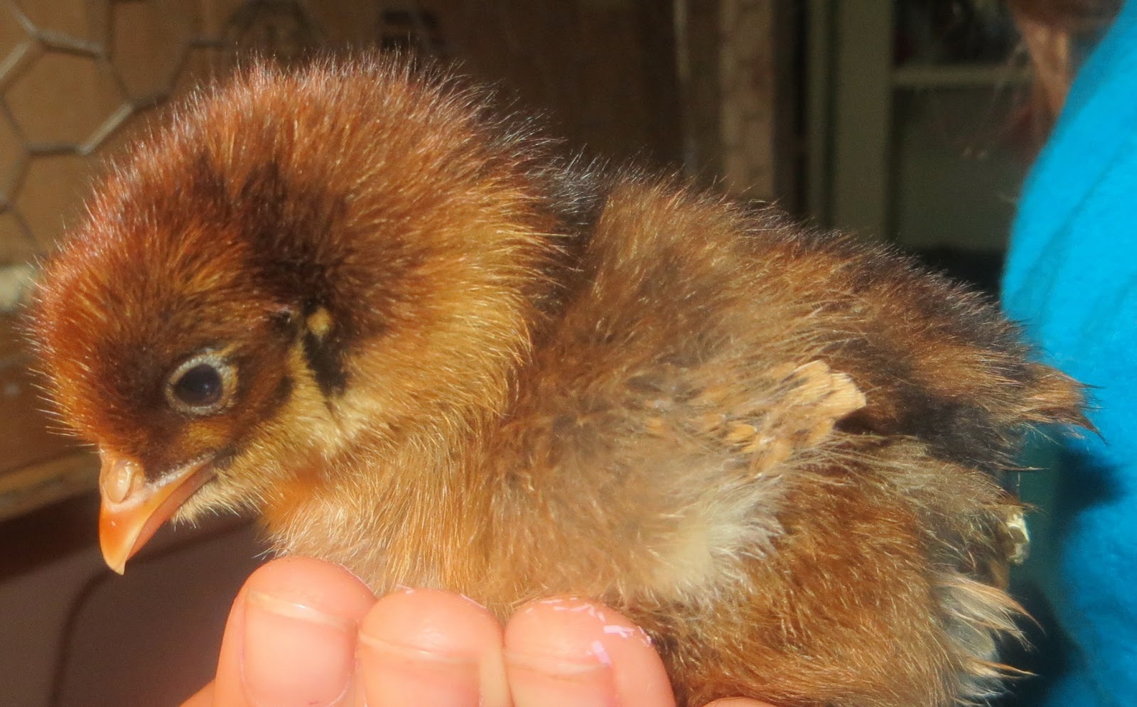 Feather Feet & Vulture Hocks: Chick Photo Progression - Cochin Bantam 1