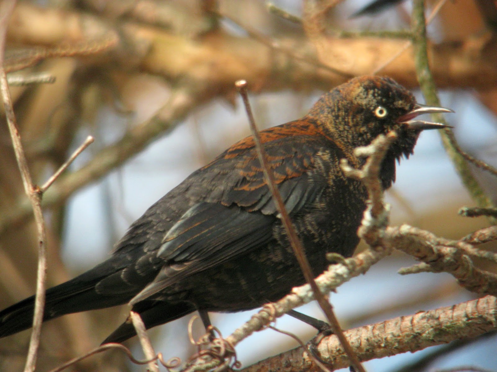 Springfield Vermont News: Rusty Blackbirds
