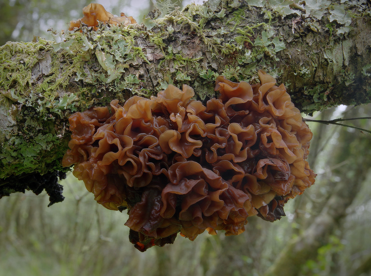 Wildeep's Illuminations: Tremella foliacea