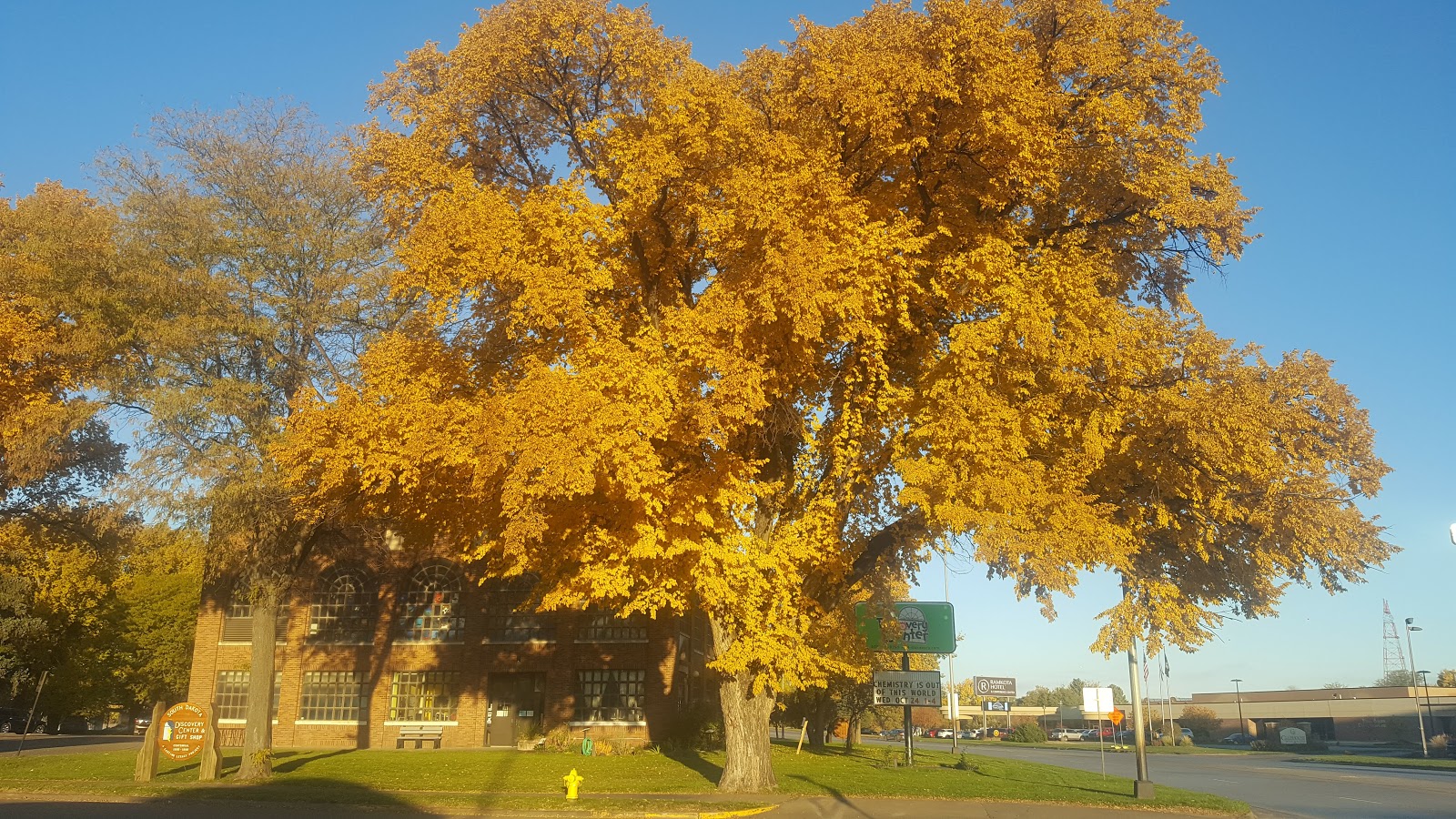 Autumn Elm