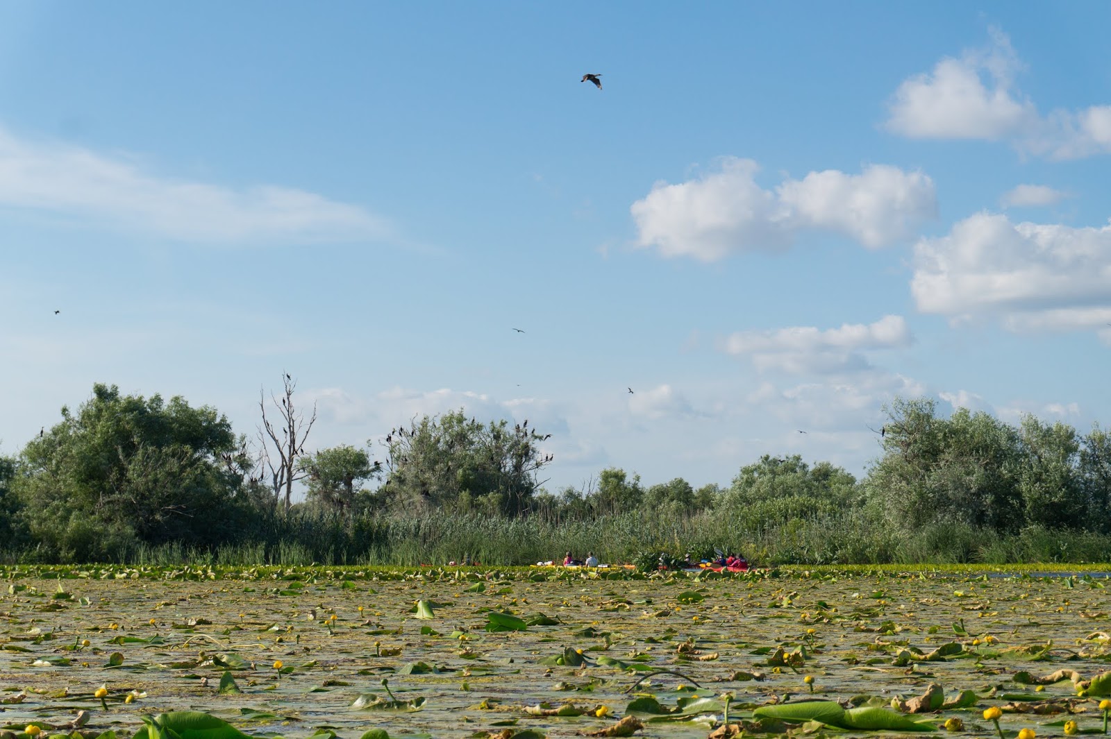 Delta Dunării - cu caiacul de la Tulcea la Marea Neagră și Laguna ...