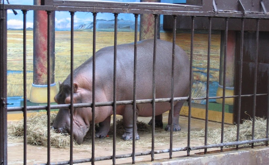 National Zoo Hippo