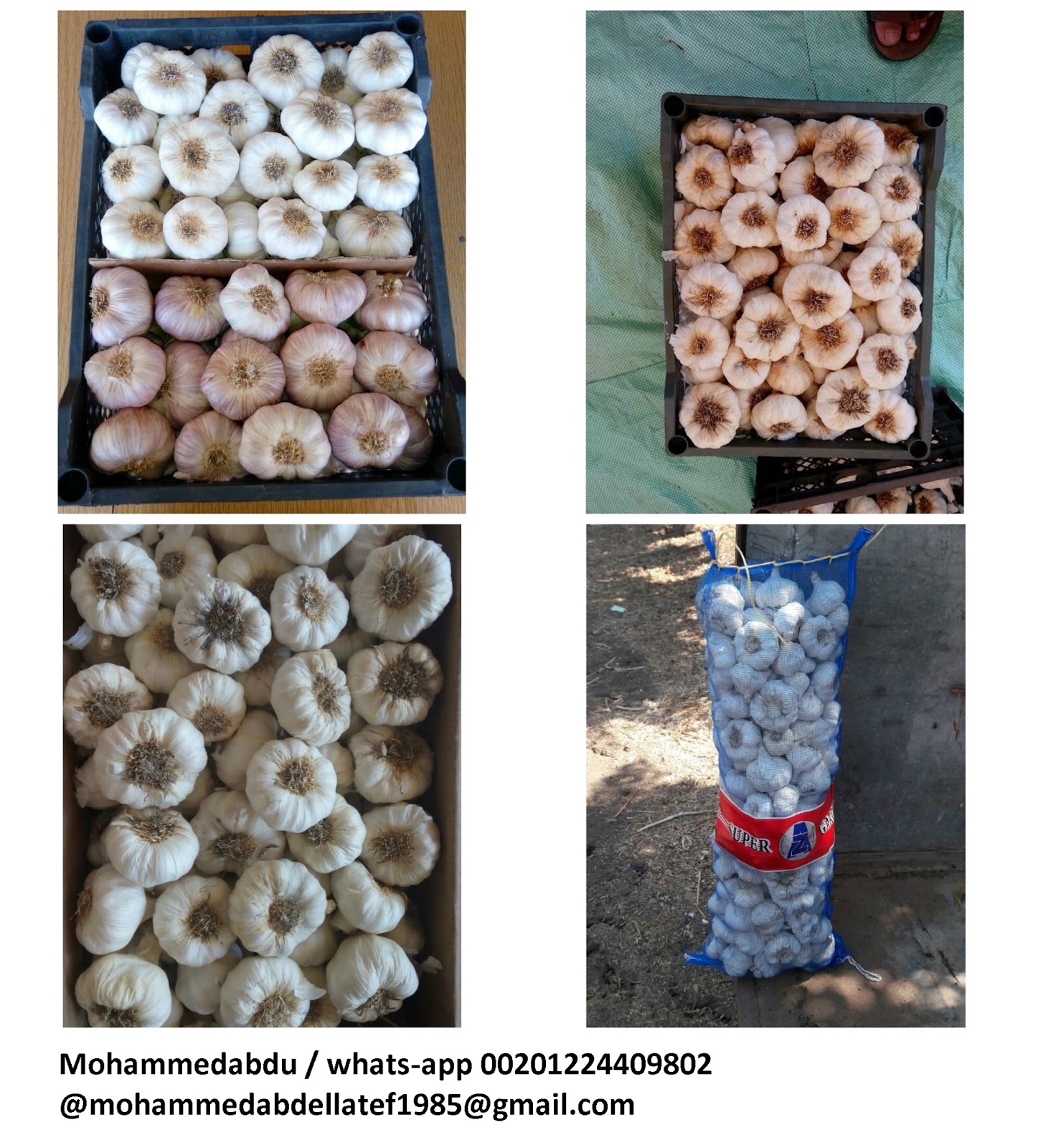 Labels: Egyptian garlic