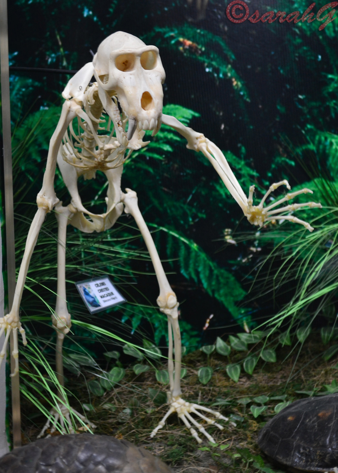 A trip to D' Bone Collector Museum Inc.