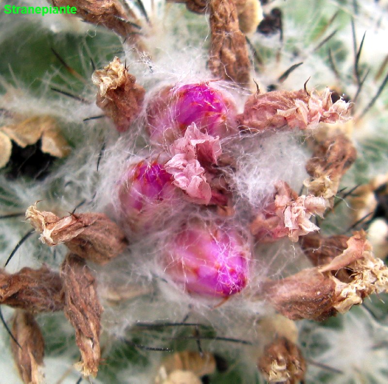 Turbinicarpus viereckii - (Werdermann) V.John & Riha 1983