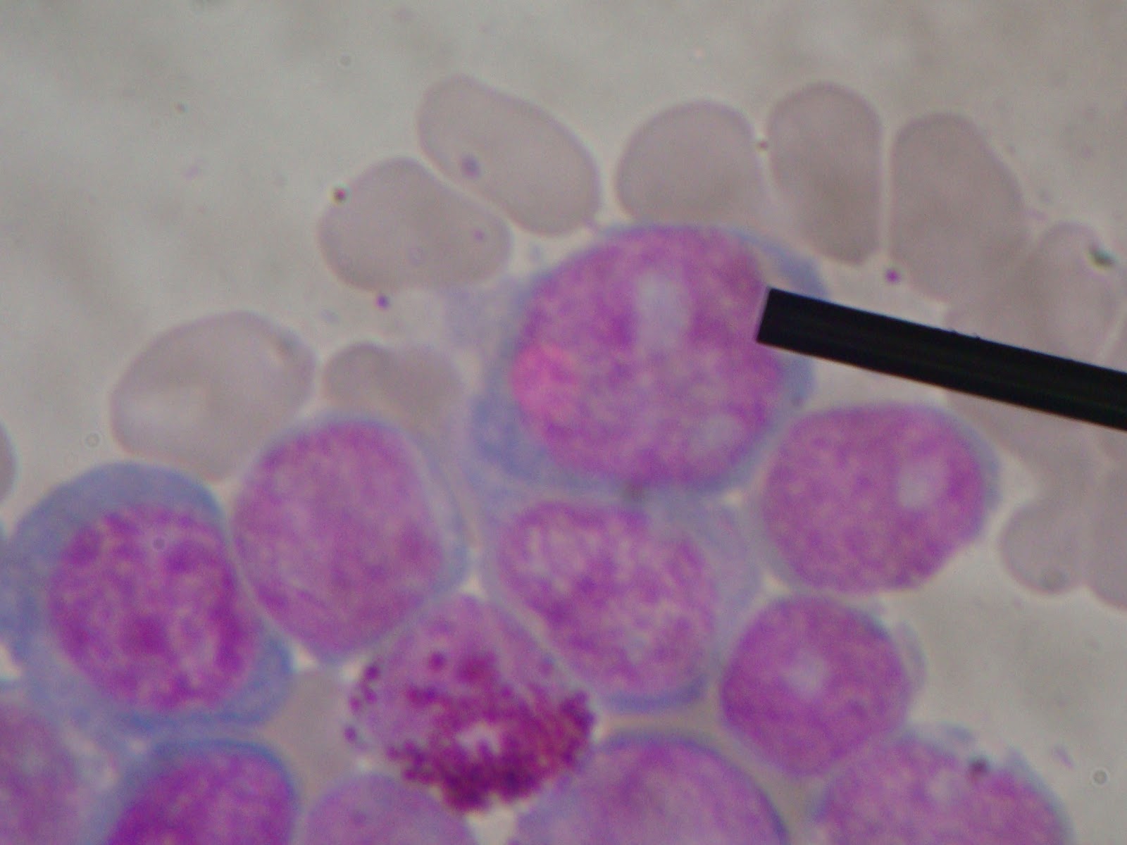 HISTOLOGY ATLAS 3D FOR MEDICAL STUDENTS.