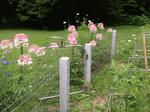 A Rustic Garden: Uses for Old Fashioned Wire Fencing