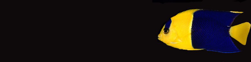 FREE WEB HEADERS: fish