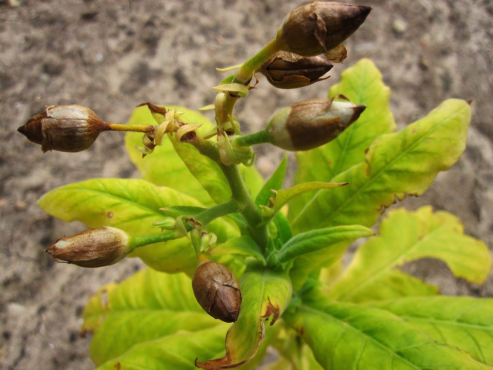 Universo Botánico: Nicotiana tabacum L.