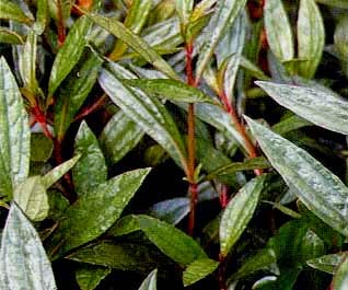 EUPATORIUM TRIPLINERVE ayapana