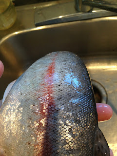 No Direction: Fish Skin Tanning Experiment