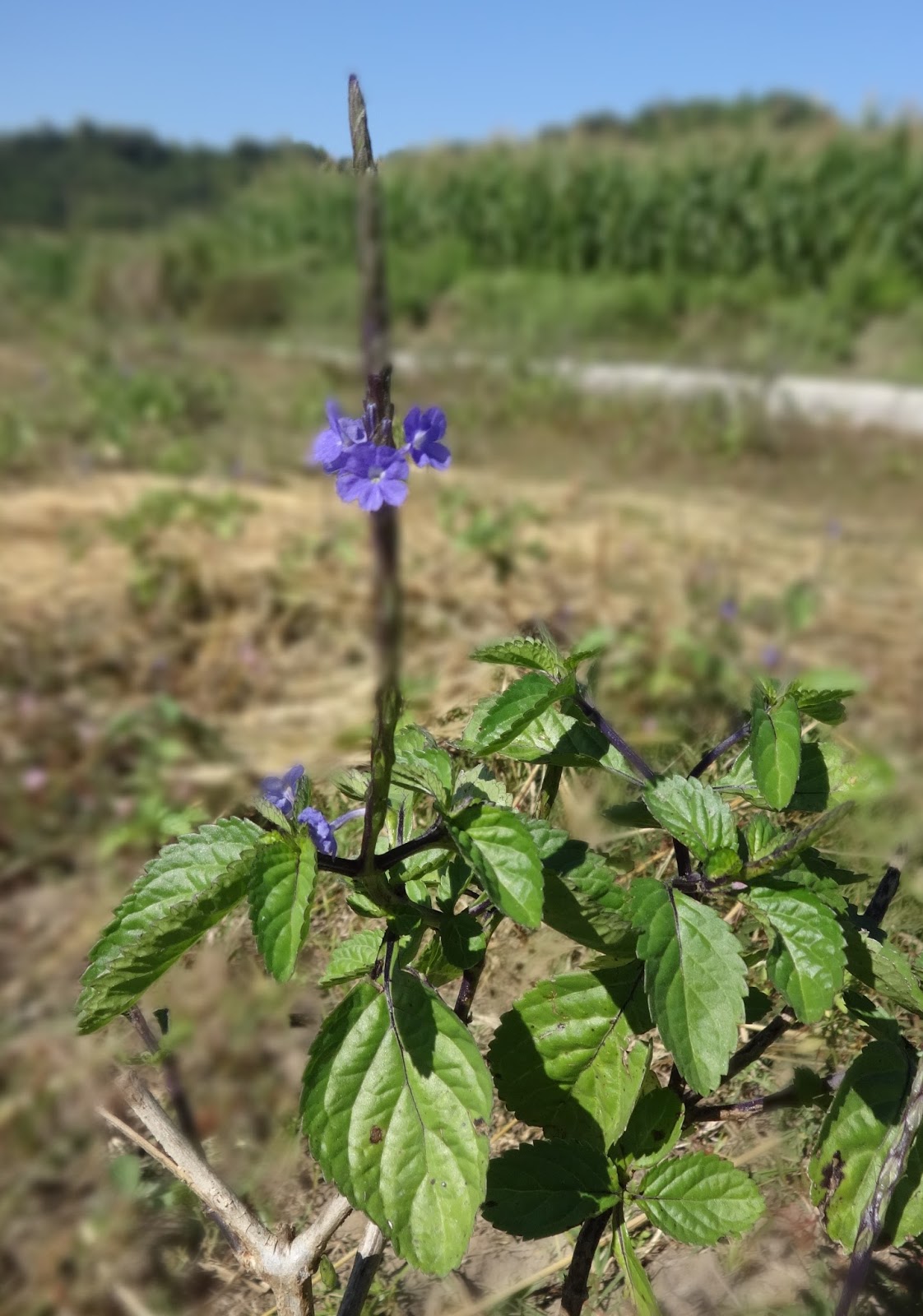 Herbs from Distant Lands: Stachytarpheta cayennensis / jamaicensis ...
