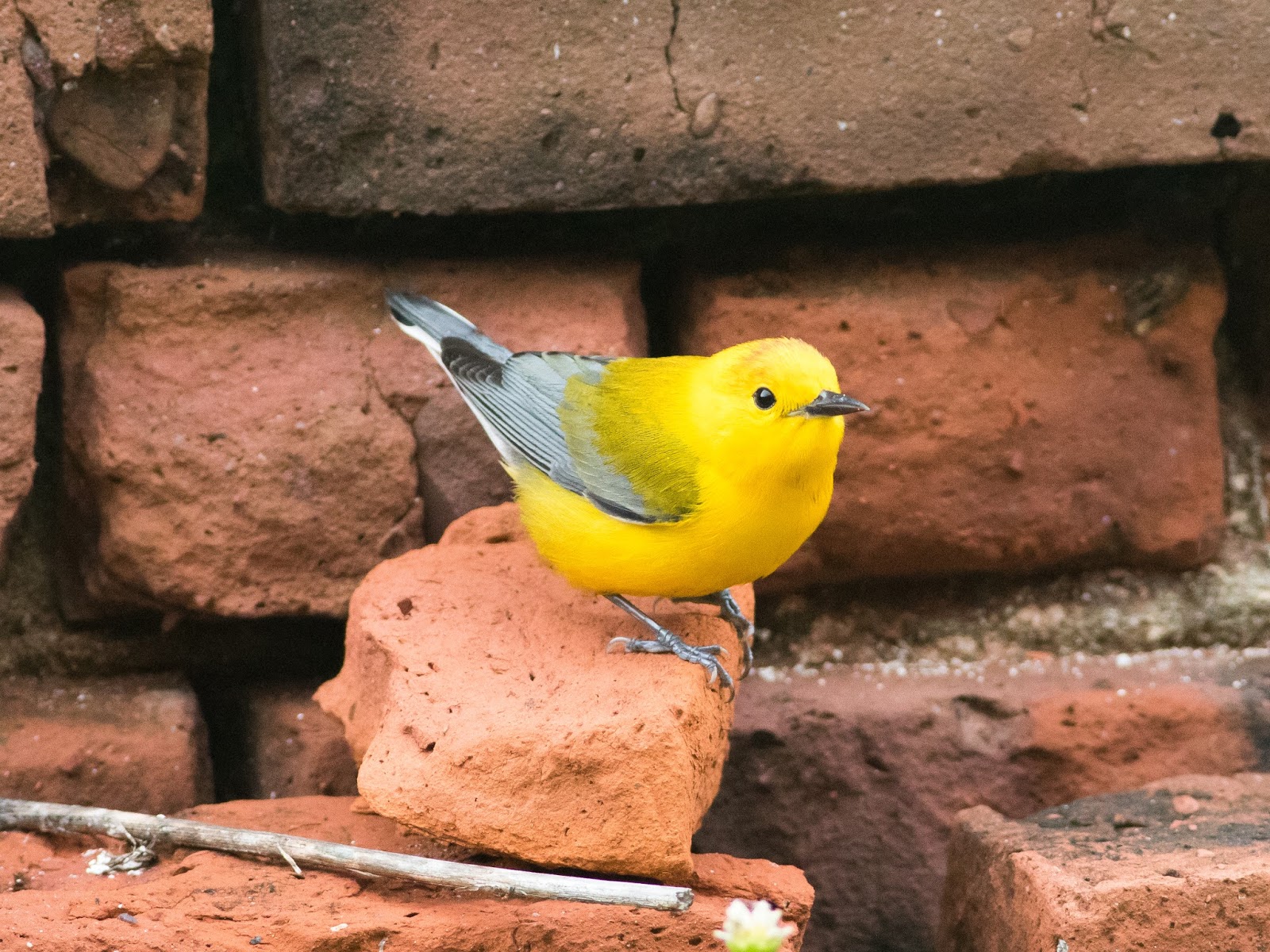 Pixie Birding: Florida Birding Trip Report - Day 8 (The Dry Tortugas ...