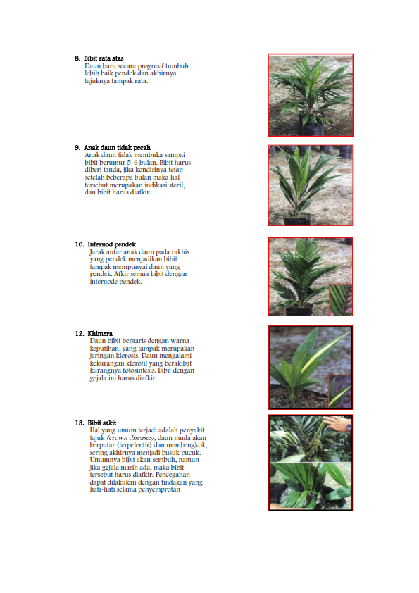 Khalfahrum-Cikgu: Materi Penanaman Tanaman Perkebunan
