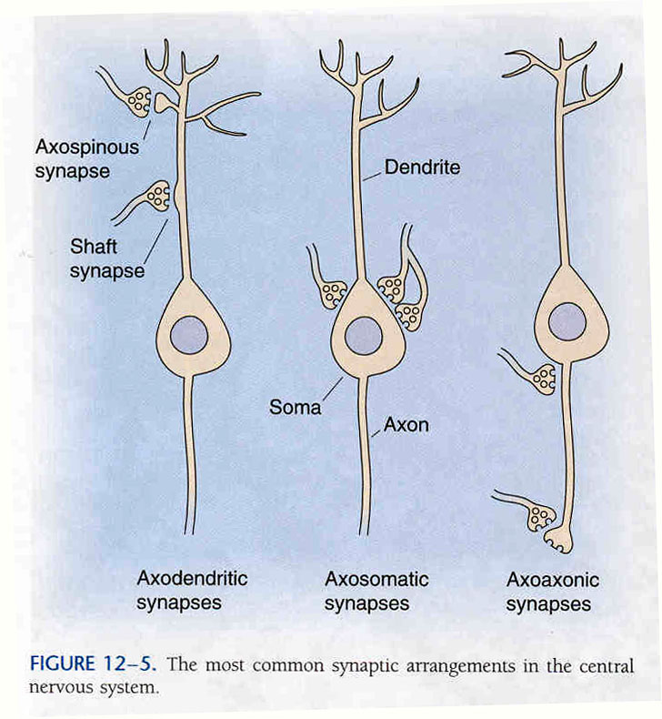 Neuroanatomía "B" : LA SINAPSIS