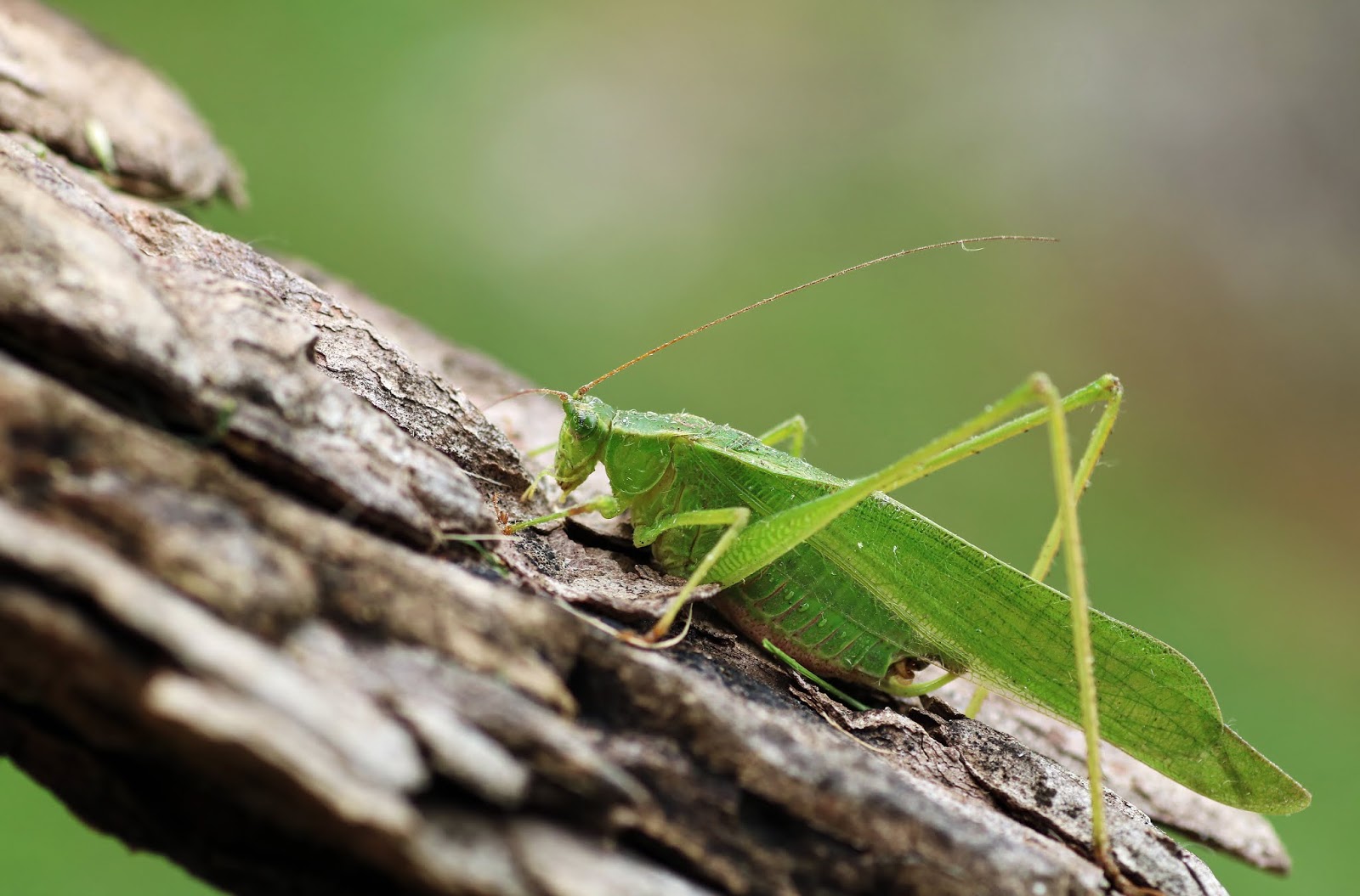 MObugs: Fork-tailed Bush Katydid