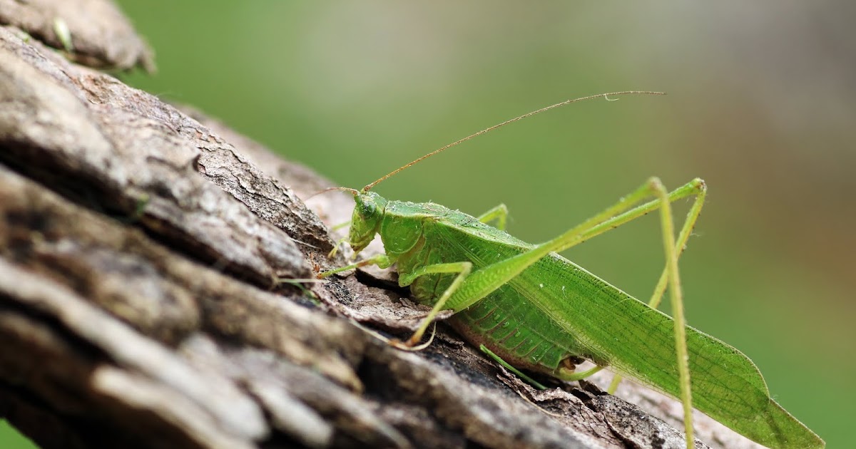 MObugs: Fork-tailed Bush Katydid