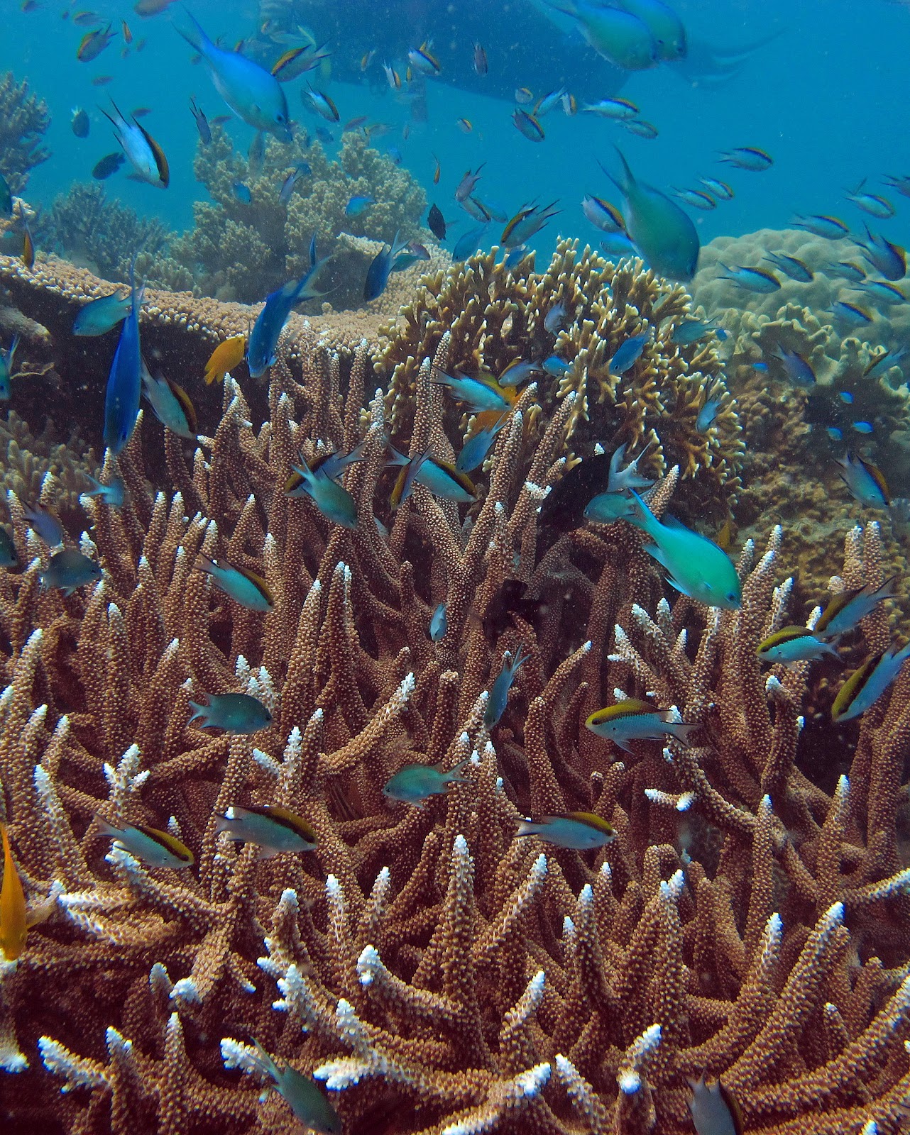 Linda's Walkabout: Scuba Diving in the Whitsunday Islands: Hamilton Island