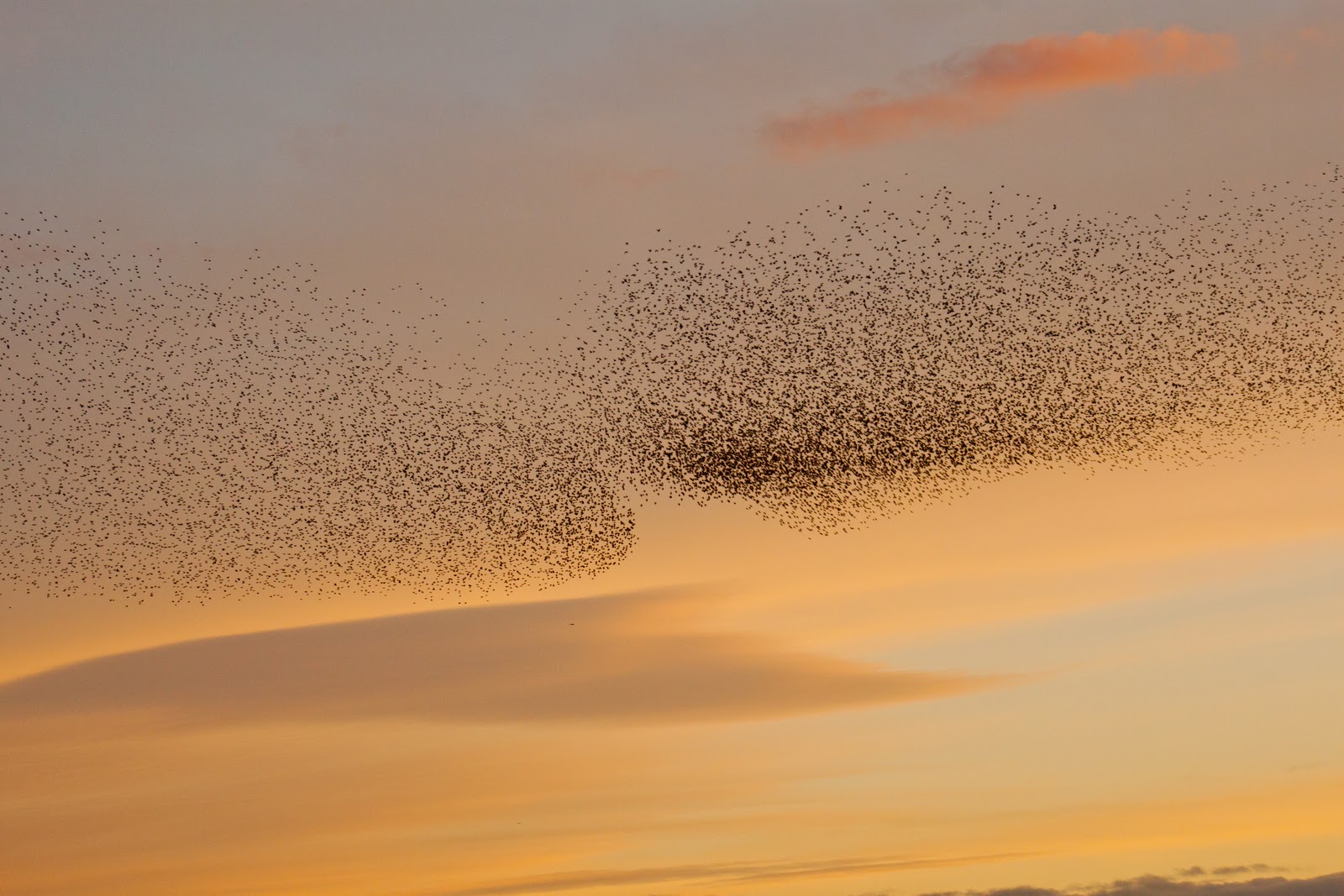 A Middle Aged Man Blogs: Murmurations