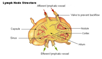 the newest medical research : Lymphadenopathy its causes,diagnosis ...