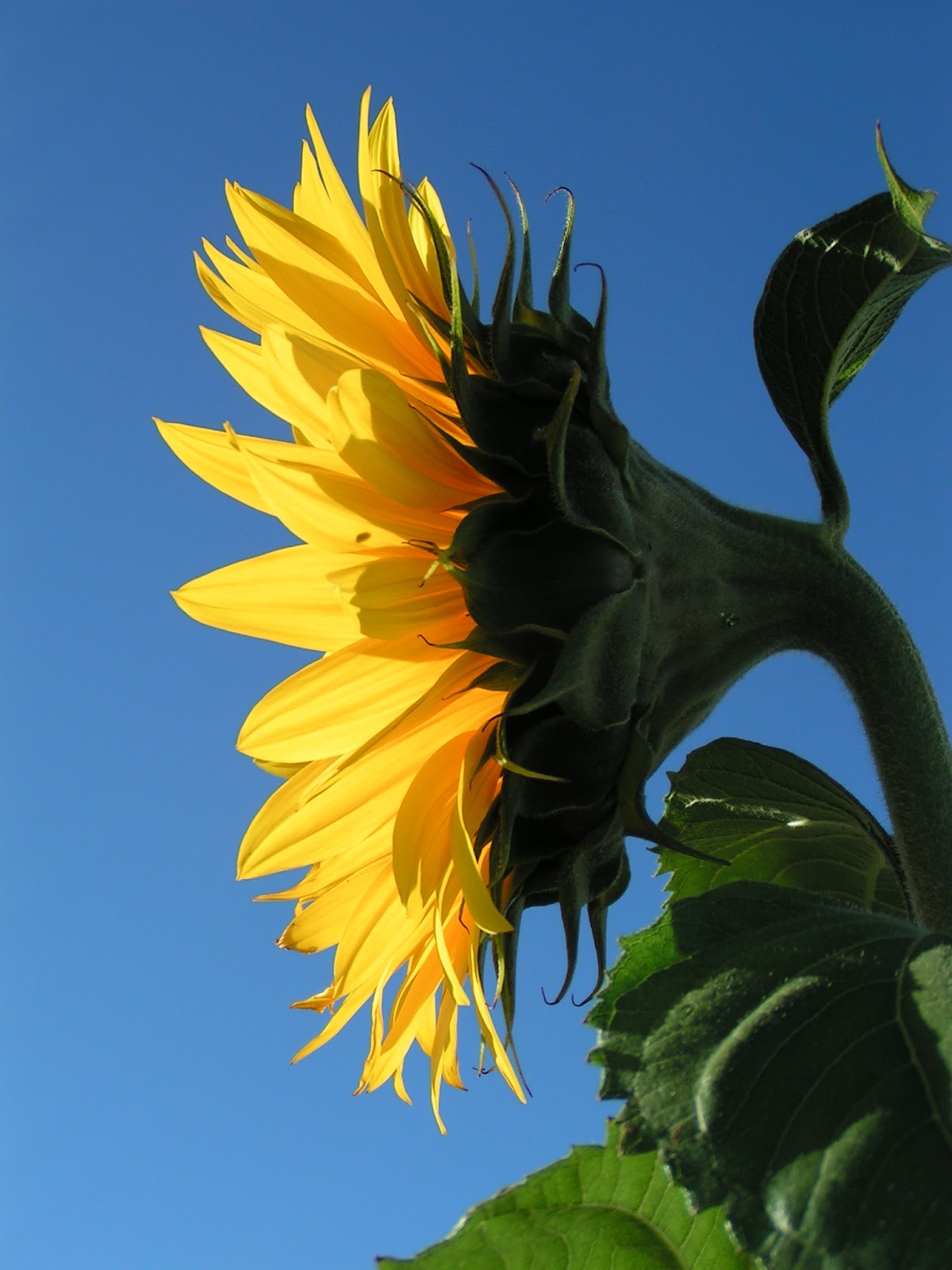 Molly's Maison: Friday flowers - sunflower