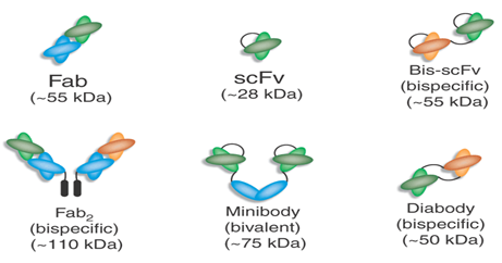 Creative Biolabs : Bivalent and Bispecific Single Chain Antibody in ...