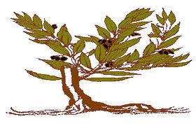 Gastronomy of Archestratus: The life of luxury