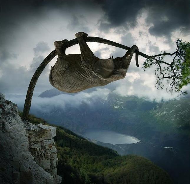 Photo Manipulation: 21 Animals -> Photoshop Part 5