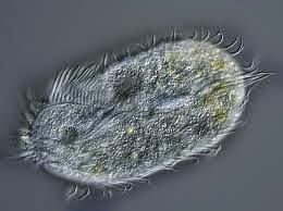 Biocomplejidad Trascendental: Los Protozarios