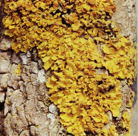 bioindicadores - BIO: Você sabe o que é um BIOINDICADOR????