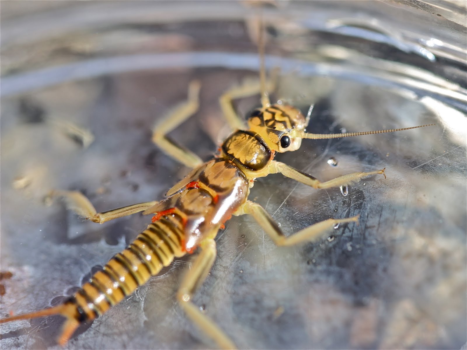 Aquatic Insects of Central Virginia: Question: What's the Reason for ...