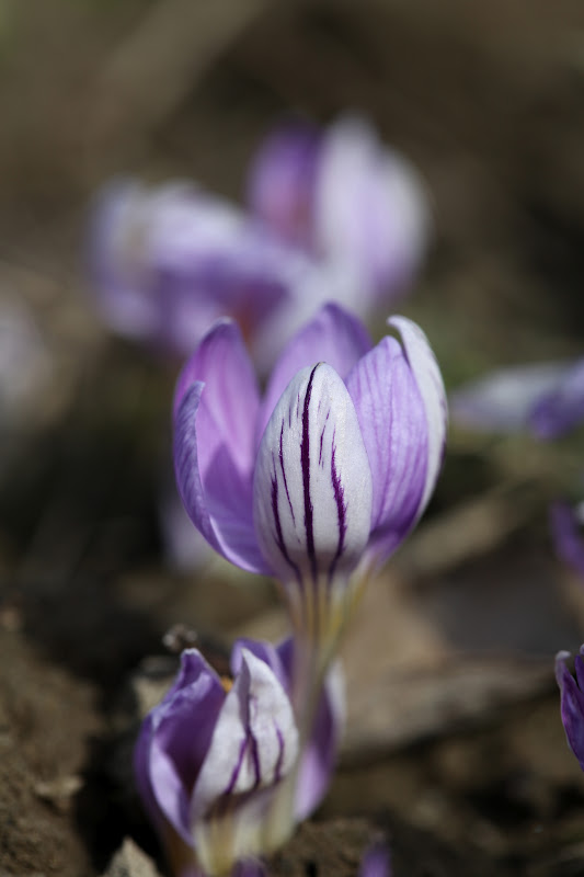 Garden Living: Hagen uke 13